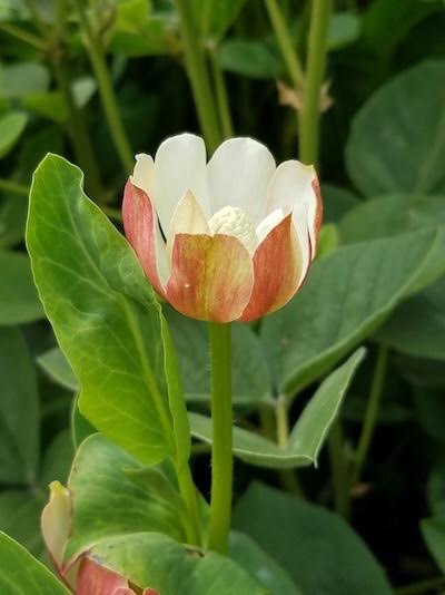 YERBA MANSA - Oaktown Native Plant Nursery