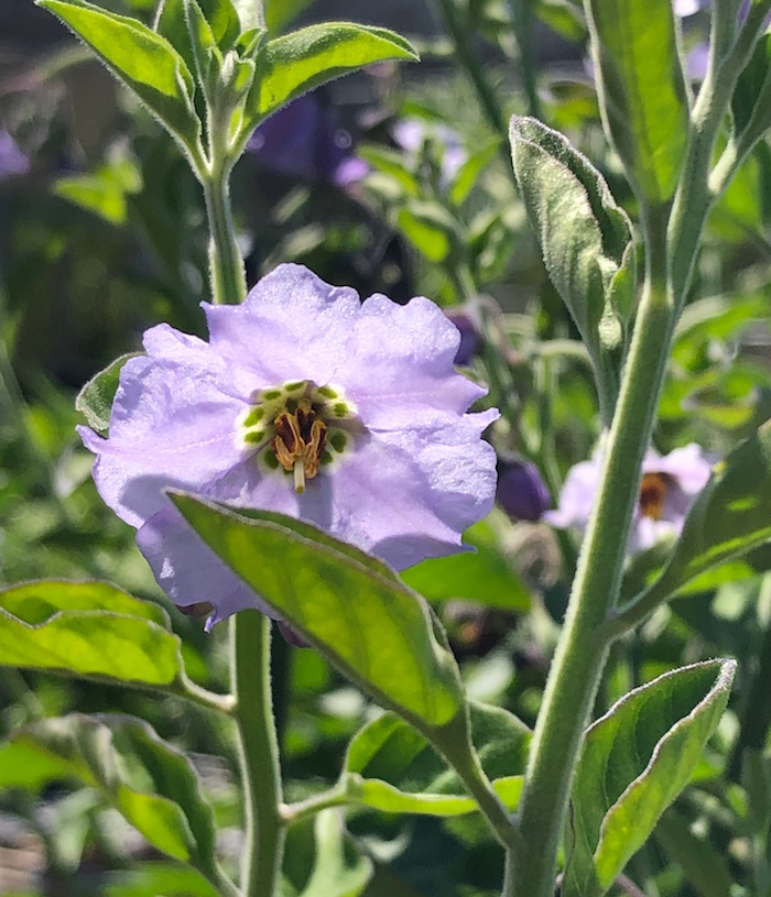 BLUE WITCH - Oaktown Native Plant Nursery